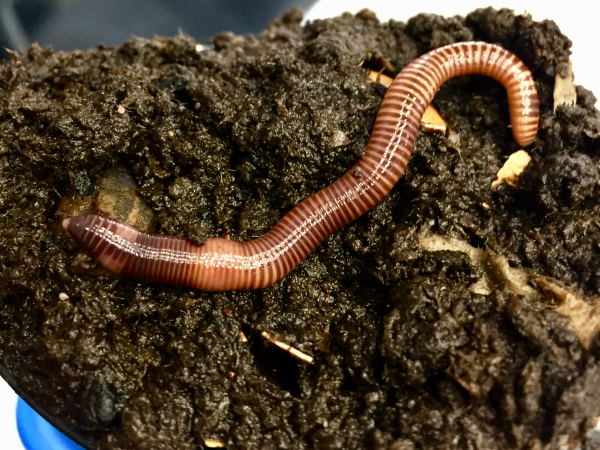 ACUA - Worms: Pets that Help the Planet Through Composting